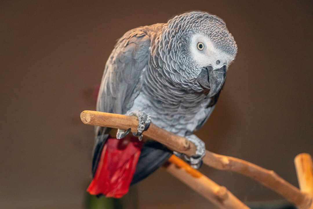 African Grey Parrot Care Guide: Intelligence, Speech & Social Needs