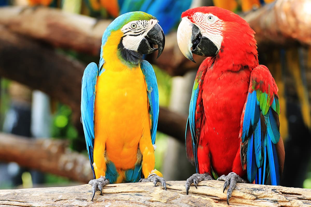 Macaw Care Guide: Lifespan, Behavior, and What to Expect