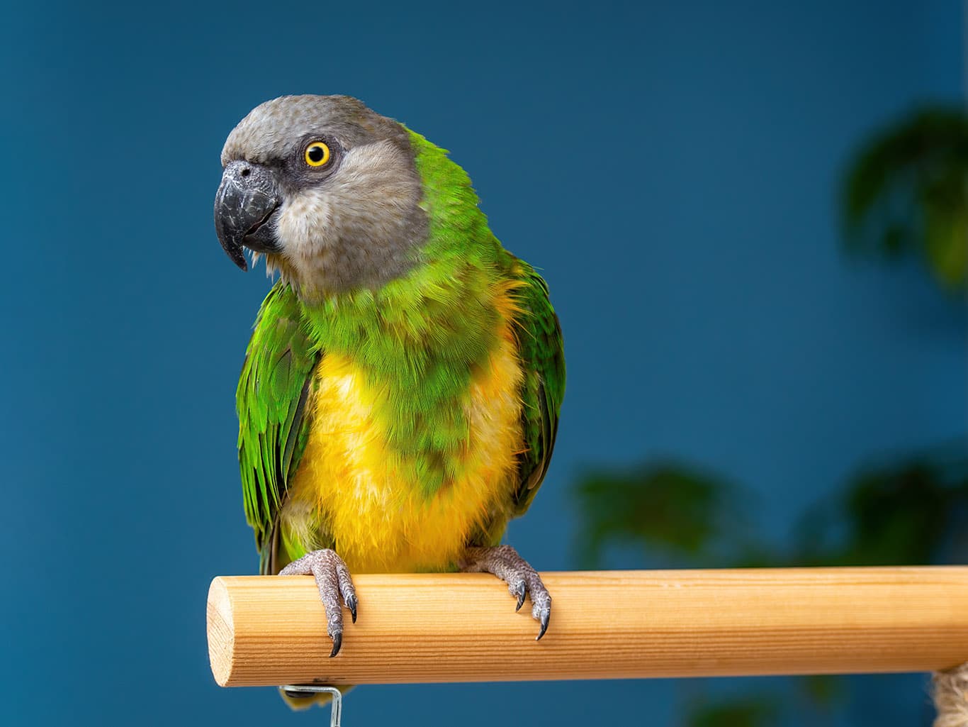 Choosing a Perch for your Bird