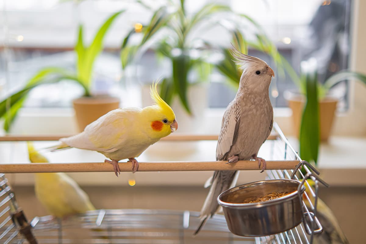 Cockatiel Care Guide: Behavior, Diet, Lifespan & Common Challenges