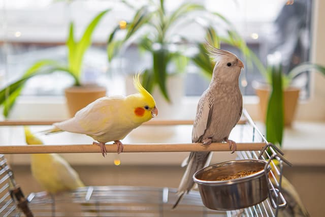 Cockatiel Care Guide: Behavior, Diet, Lifespan & Common Challenges