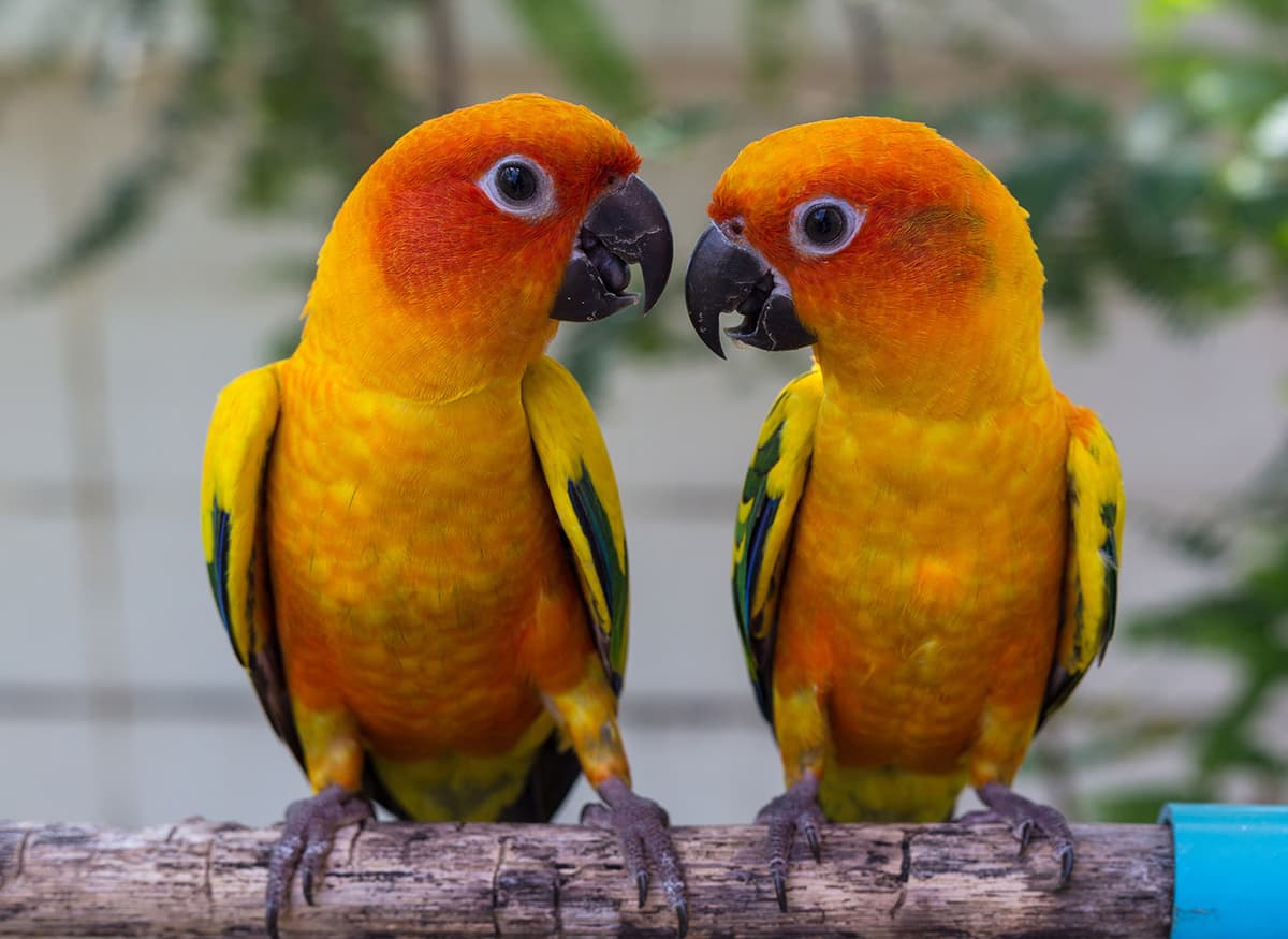 Conure Care Guide: What to Know About These Playful Pet Parrots