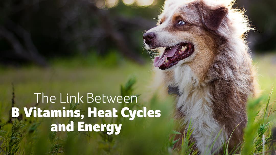 Link Between B Vitamins, Heat Cycles and Energy