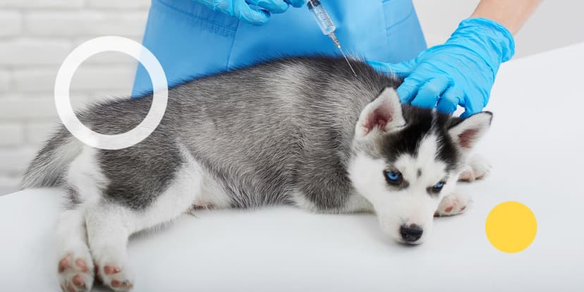 Safety and Side Effects of 5-Way Vaccines | Revival