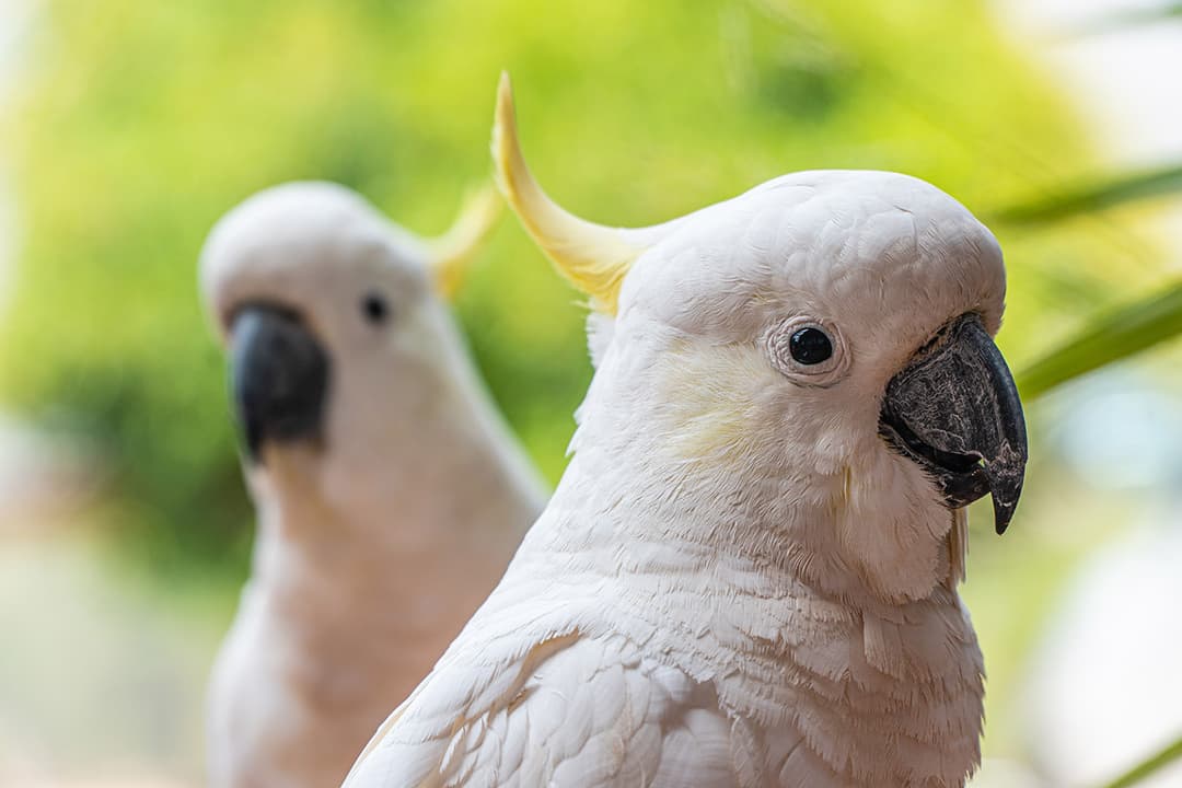 Cockatoo Care Guide: Lifespan, Behavior, and What to Expect
