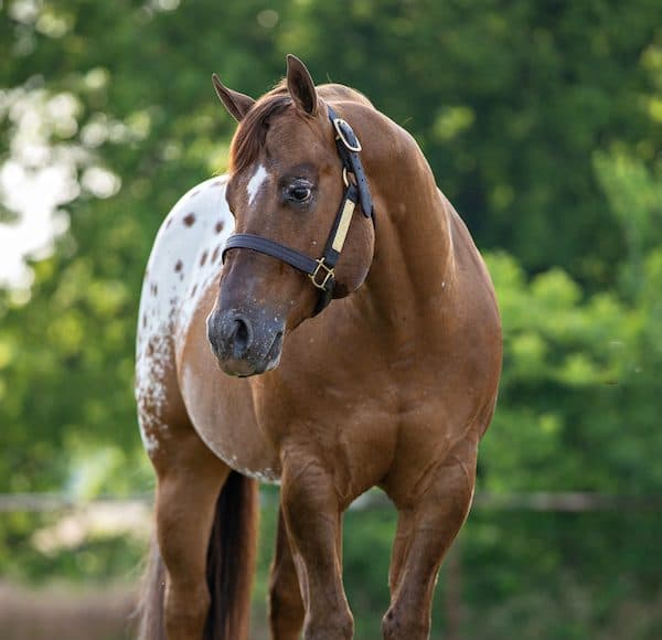 Stallion Breeding Guide: Maintaining Reproductive Health