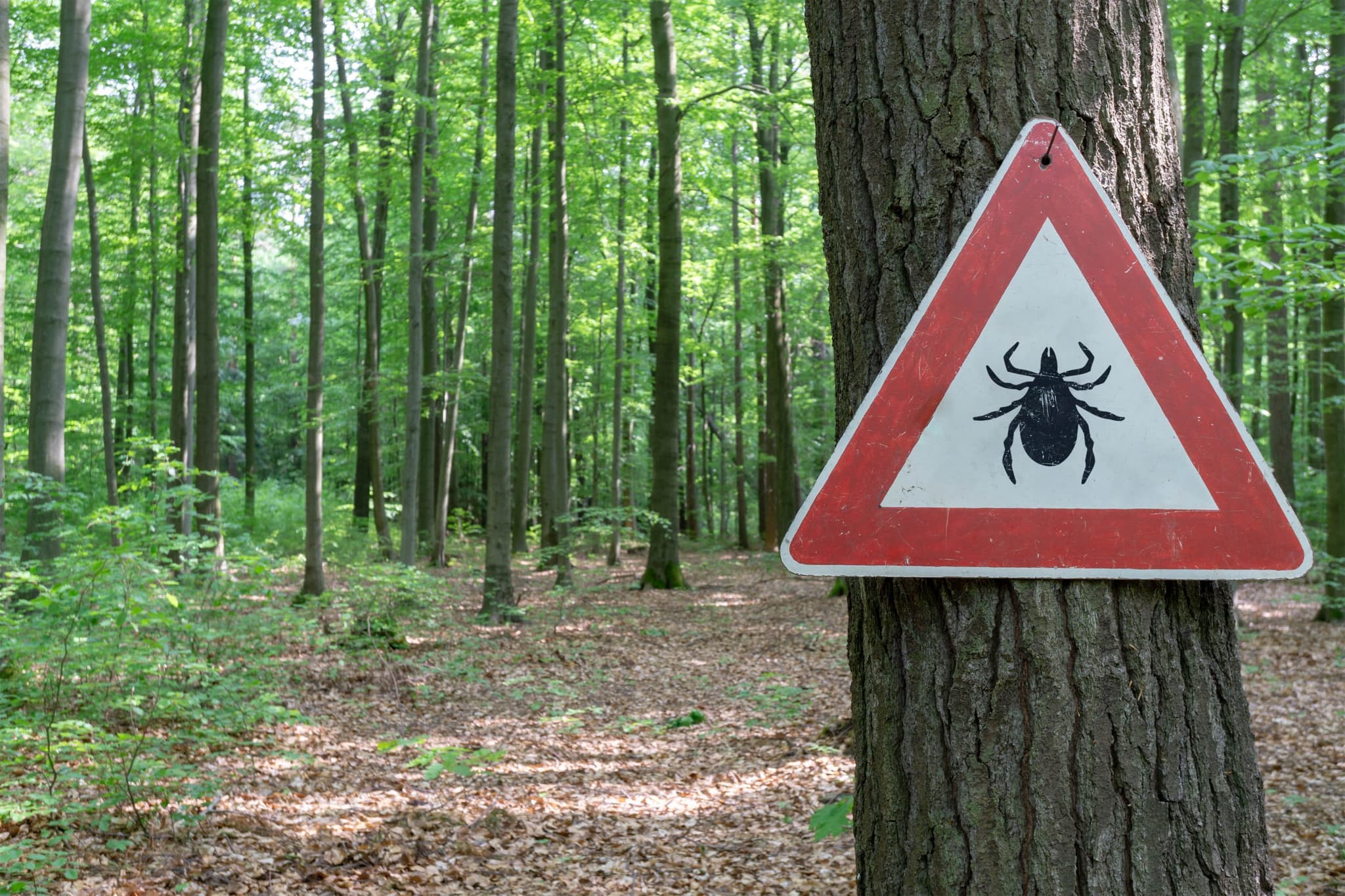 Tick Identification Chart Guide | Revival Animal Health