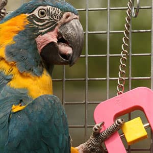 Cockatoo Care Guide: Lifespan, Behavior, and What to Expect