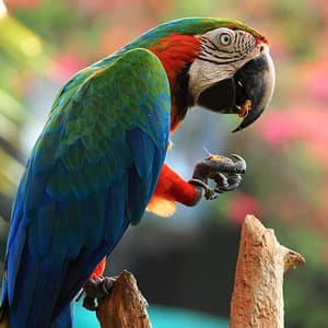 What You Need to Know Before Buying a Bird