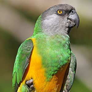 Tracking Your Bird's Weight | Revival Animal Health