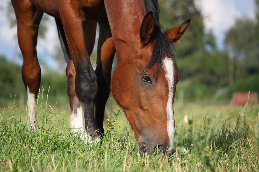 10 Expert Tips to Reduce Colic Risk in Horses and Support Equine ...