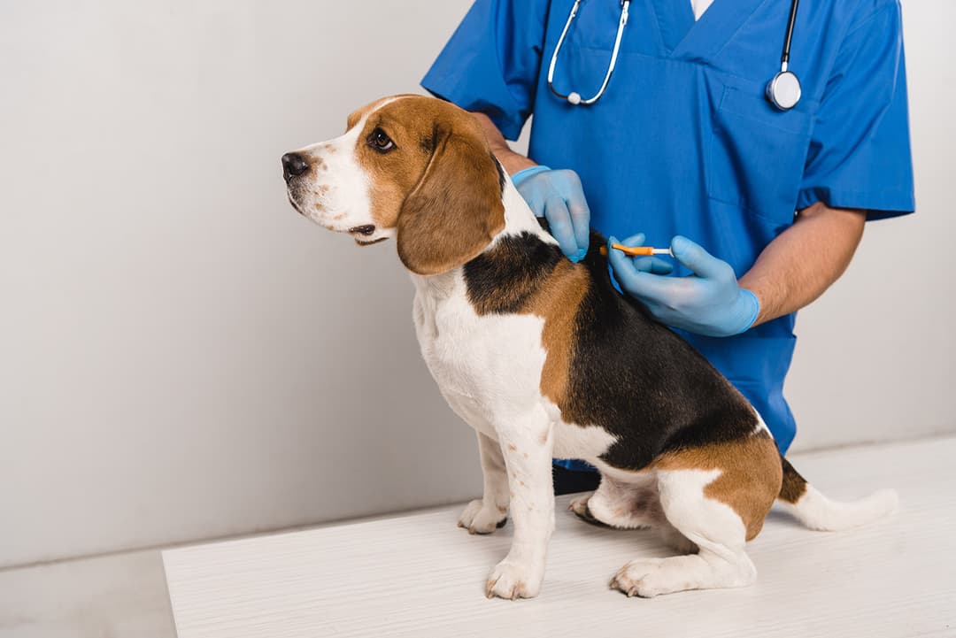 How to Microchip a Dog: Step-by-Step Guide