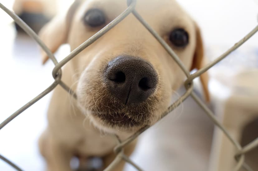 Revival Animal Health - Search